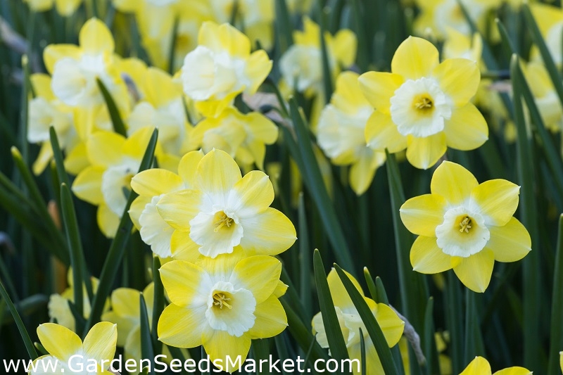 Narcissus Pipit - Daffodil Pipit - 5 bulbs – Garden Seeds Market | Free ...
