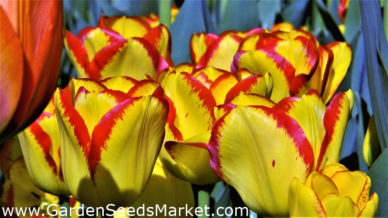 Tulipa Cape Town - Tulip Cape Town - 5 bulbs – Garden Seeds Market ...