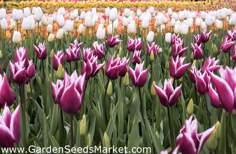 Tulipa Chansonette - Tulip Chansonette - 5 bulbs – Garden Seeds Market ...