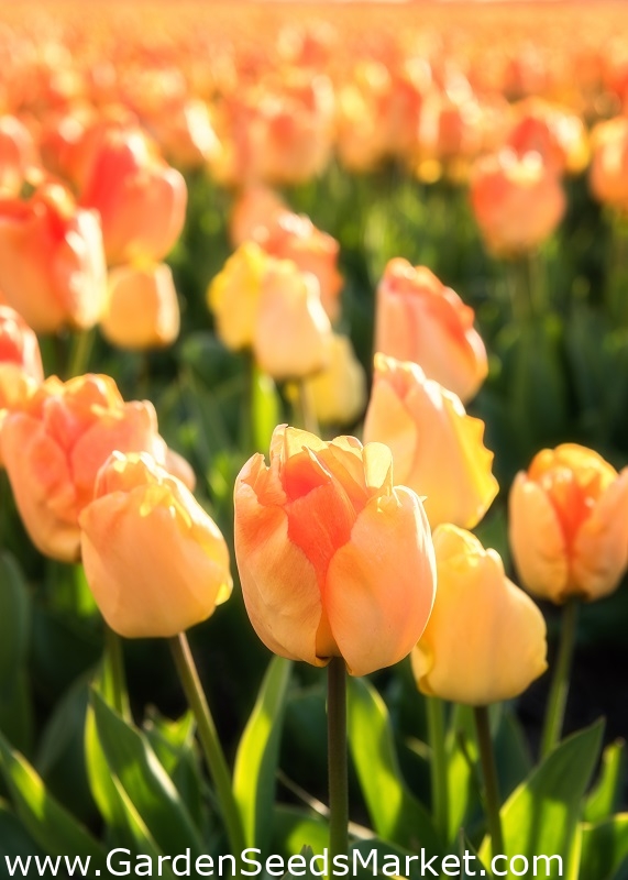Tulipa Daydream - Tulip Daydream - 5 bulbs – Garden Seeds Market | Free ...