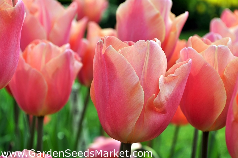 Tulipa Dragon King - Tulip Dragon King - 5 bulbs – Garden Seeds Market ...