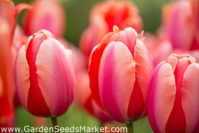 Tulipa Dragon King - Tulip Dragon King - 5 bulbs – Garden Seeds Market ...