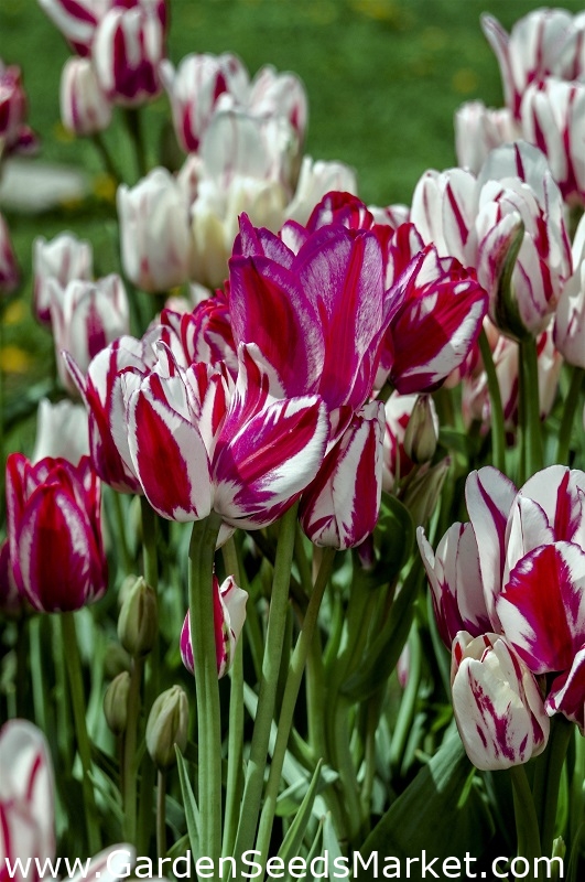 Tulipa Flaming Club - Tulip Flaming Club - 5 bulbs – Garden Seeds ...