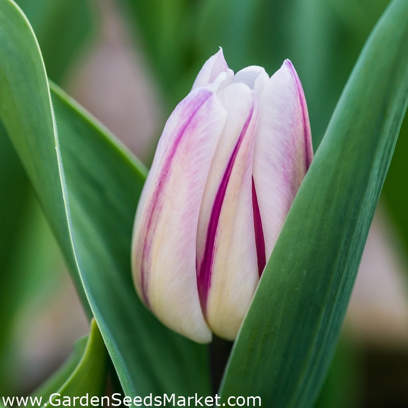 Tulipa Flaming Flag - Tulip Flaming Flag - 5 bulbs – Garden Seeds ...