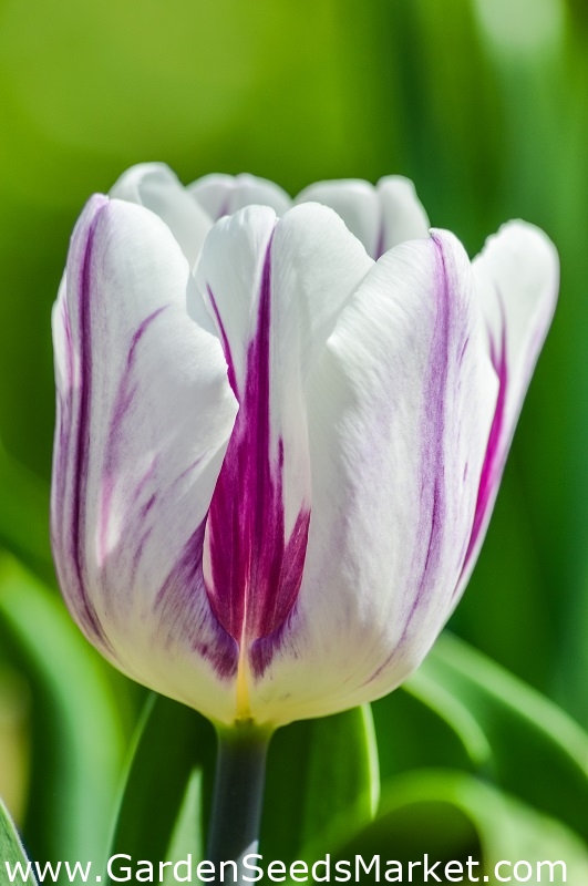 Tulipa Flaming Flag - Tulip Flaming Flag - 5 bulbs – Garden Seeds ...