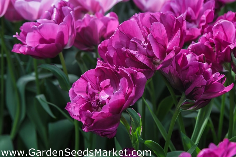 Tulipan Negrita Double - pakke med 5 stk - Tulipa Negrita Double – Garden Seeds Market | Gratis ...