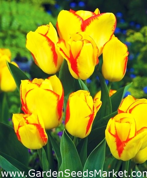 Tulipa Outbreak - Tulip Outbreak - 5 bulbs – Garden Seeds Market | Free ...