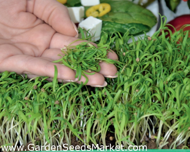 Microgreens - Spinach - young leaves with exceptional taste - 800 seeds ...