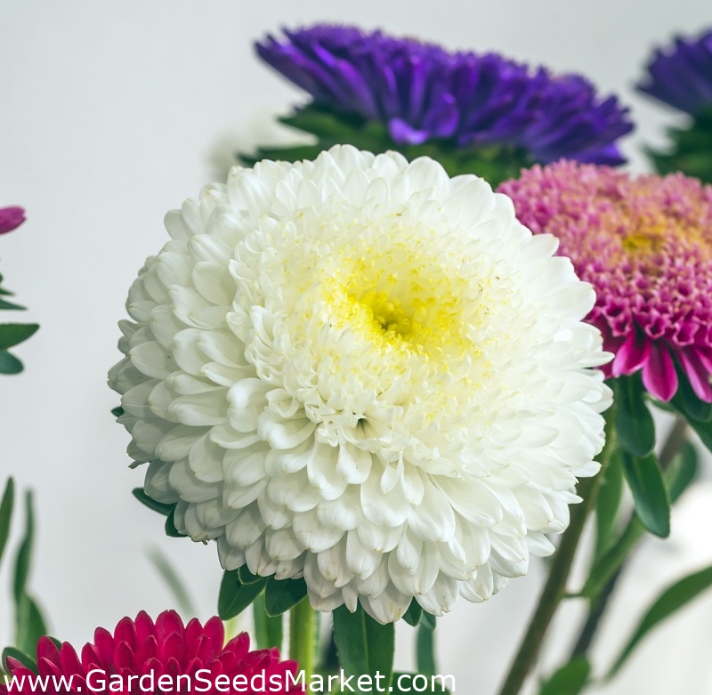 Aster blanco con flores de pompones - 500 semillas - Callistephus ...