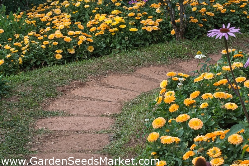 Dwarf pottjungfru - 240 frön - Calendula officinalis – Garden Seeds ...
