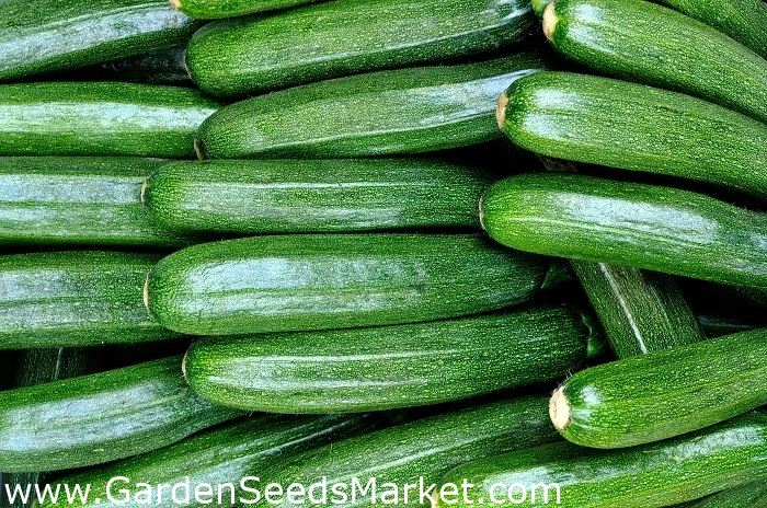 Zucchini "Astra Polka" - TREATED SEEDS – Garden Seeds Market | Free ...
