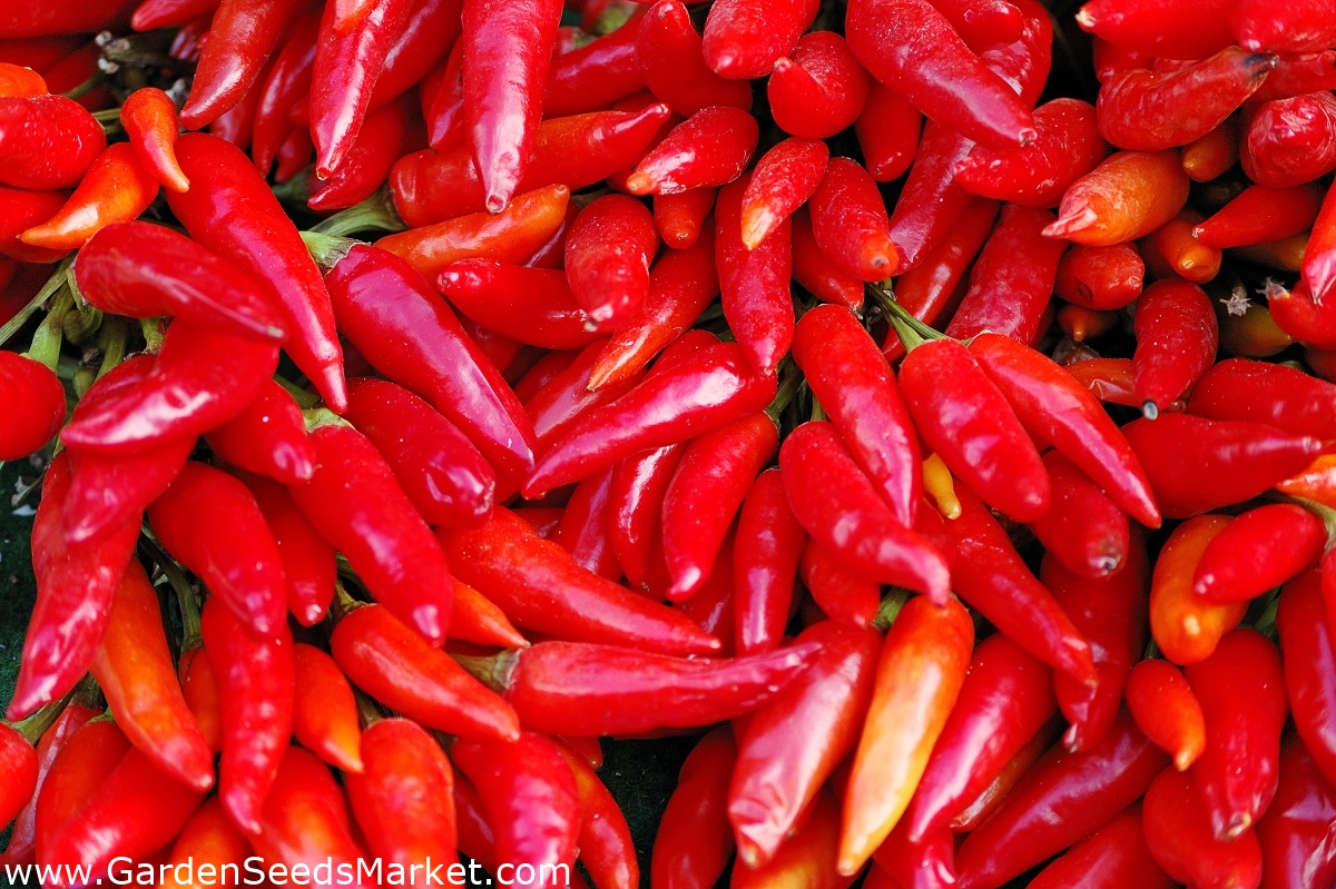 فلفل هالبينو - أحمر ، حار جدا - 85 بذرة - Capsicum L. - ابذرة – Garden ...