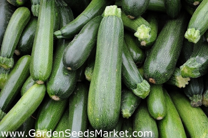 Courgette - Soraya - 100 g - Courgettes tendres et juteuses jusqu’à 50 ...