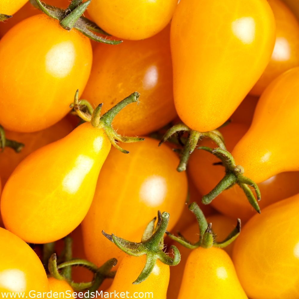 Tomato "Perun" yellow, pear-shaped fruit ideal for salads and ...