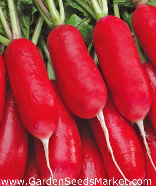 Turp "Kaja" - orta uzun, carmine - kırmızı, şefkatle tatma kökleri ...