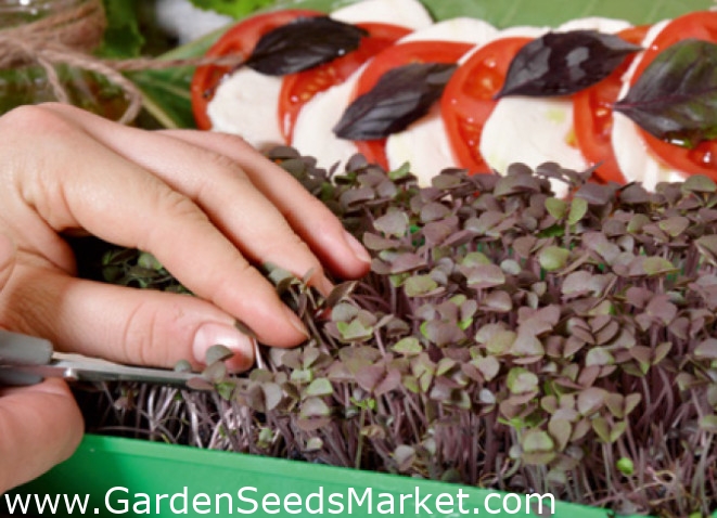 Microgreens - Red sweet basil "Dark Opal" - young leaves with ...