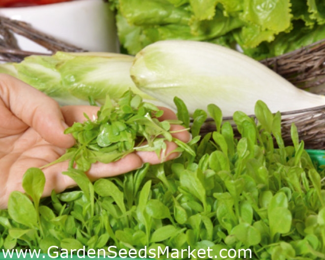 Microgreens - Endive - daun muda dengan rasa luar biasa - 2160 biji ...