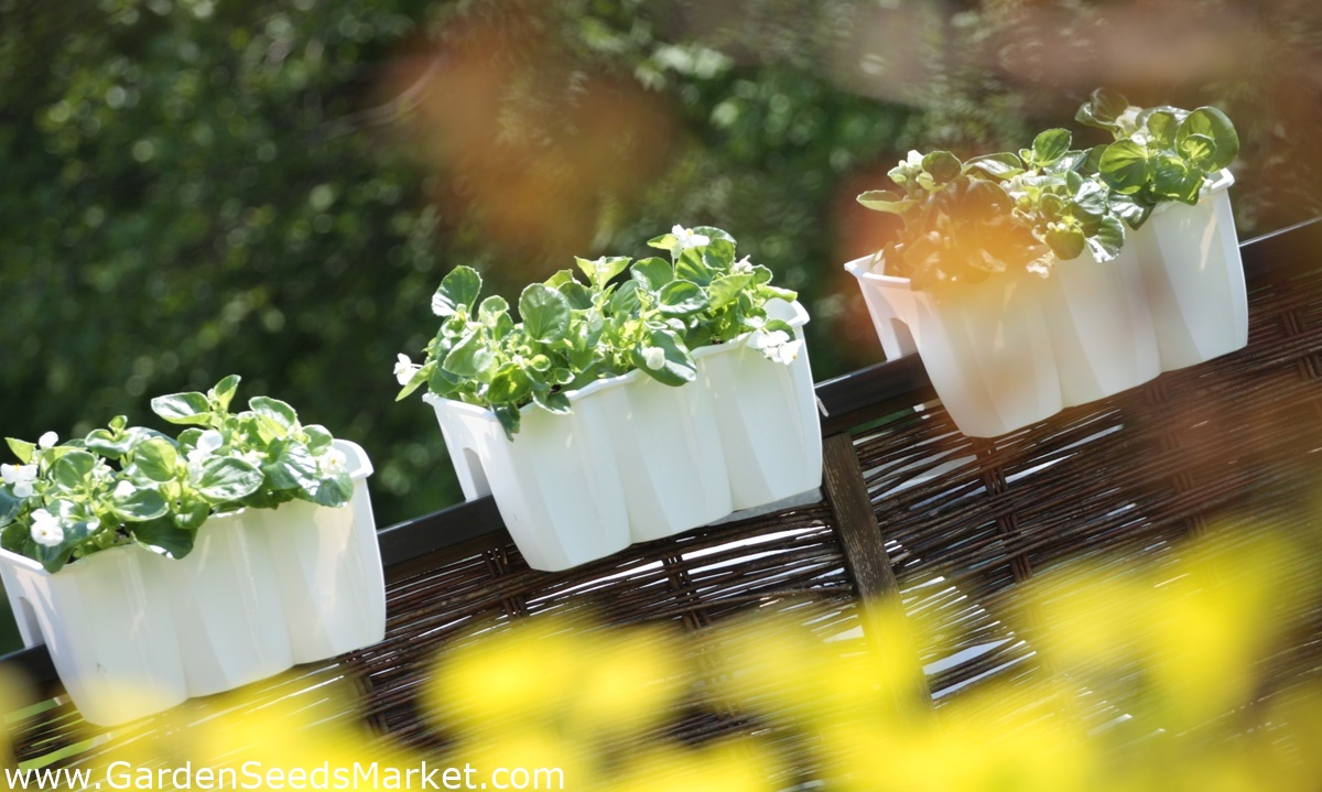 "Crown" railing-mounted balcony box - white - 40 cm – Garden Seeds ...