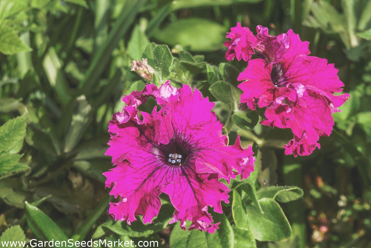 Pink petunia with ruffled flowers - 80 seeds – Garden Seeds Market ...
