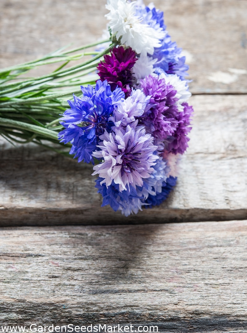 Dwarf cornflower - variety mix; Bachelor's button - 220 seeds – Garden ...