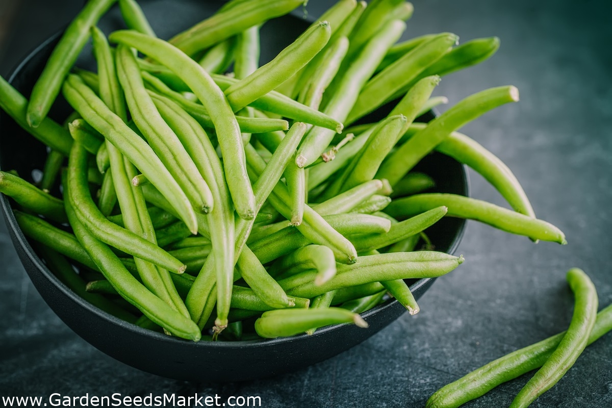 Fréjol - Nomad - Phaseolus vulgaris L. - semillas – Garden Seeds Market ...