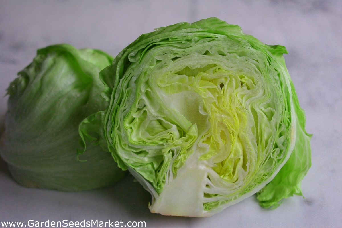 Selada gunung es "Doree de Printemps" - garing, kepala besar - 400 biji ...