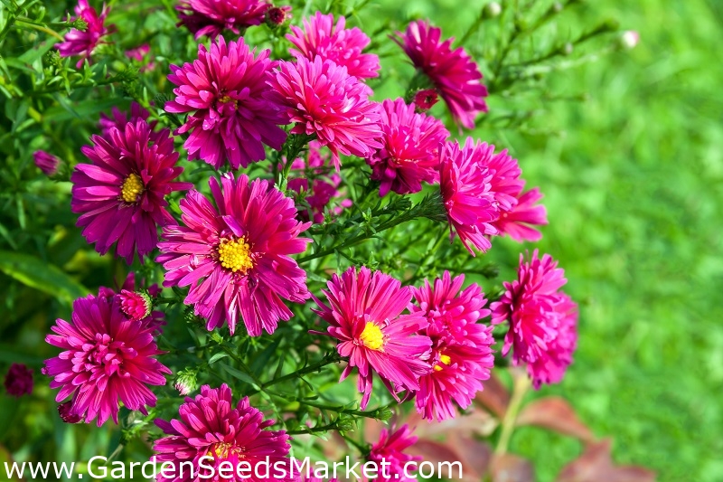 Dwarf aster "Pepite" - variety mix - 500 seeds – Garden Seeds Market ...