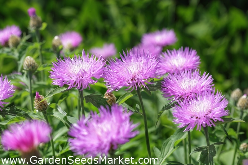 Sweetsultan - 다양한 믹스 - 220 종자 - Centaurea moschata - 씨앗 – Garden Seeds ...