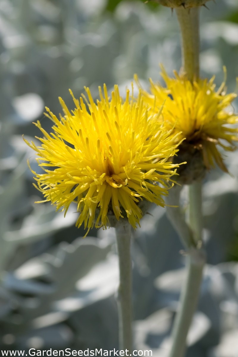 Sweetsultan - sort mix - 220 frø - Centaurea moschata – Garden Seeds ...