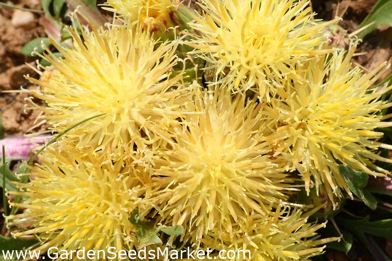 Sweetsultan - blandingsblanding - 220 frø - Centaurea moschata – Garden ...