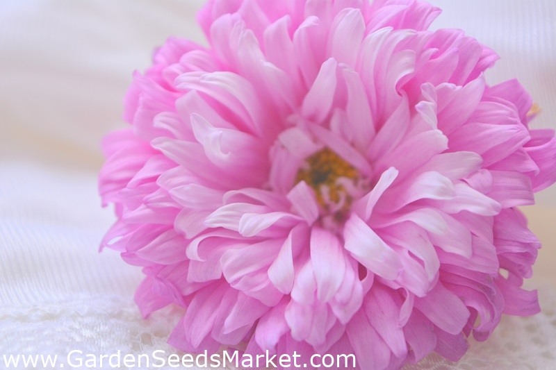 Beryl Plant's Instagram, Facebook & TikTok on IDCrawl