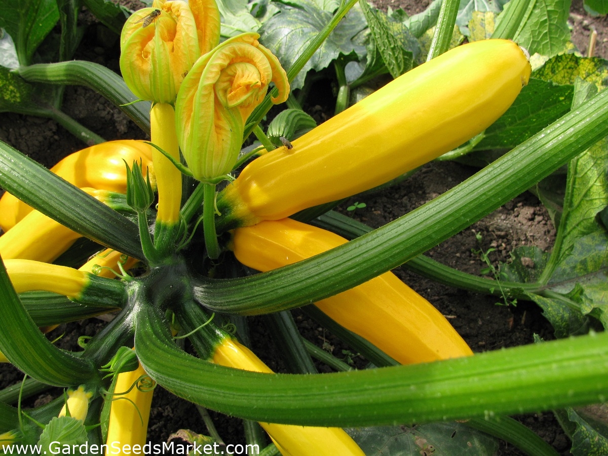 Courgette - Orelia F1 - 16 graines - Cucurbita pepo – Garden Seeds ...