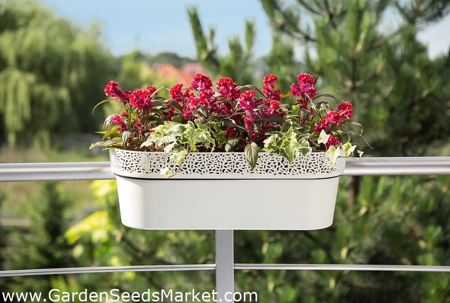 "Rosa" mesh balcony box with a lace-like finishing - 50 cm - anthracite ...