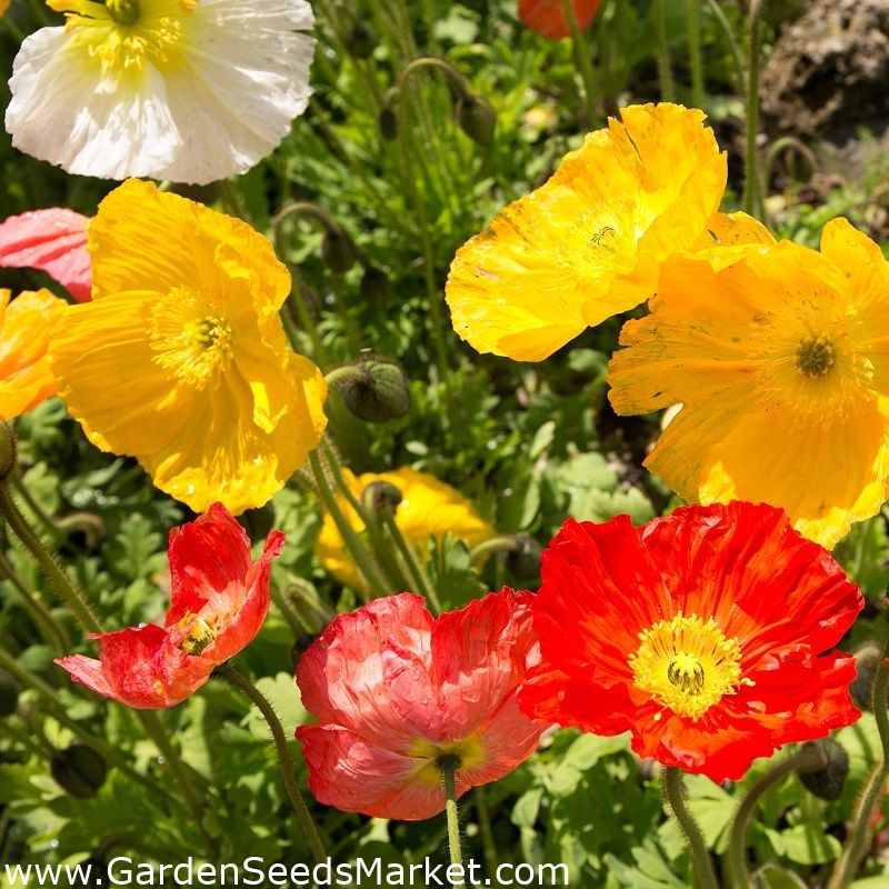Alpine poppy - variety mix; dwarf poppy - 800 seeds – Garden Seeds ...