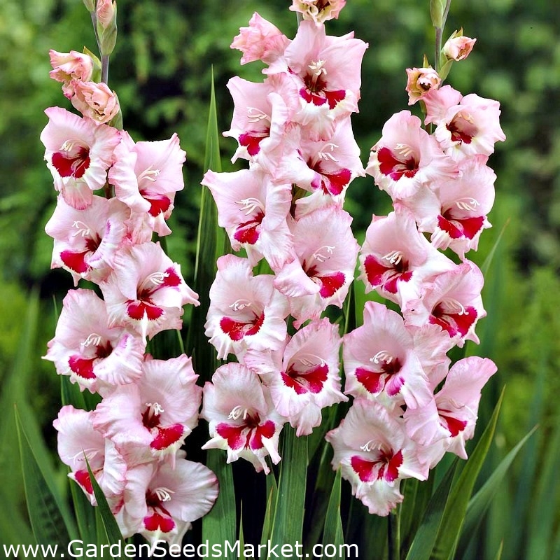 Gladiolus Wine & Roses - 5 bulbs – Garden Seeds Market | Free shipping