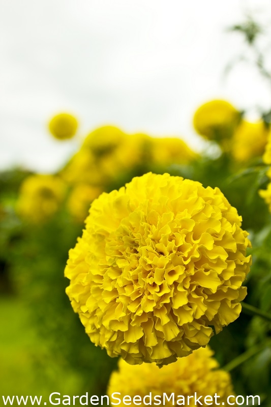 Dwarf pot marigold "Calando" - yellow - 108 seeds – Garden Seeds Market ...