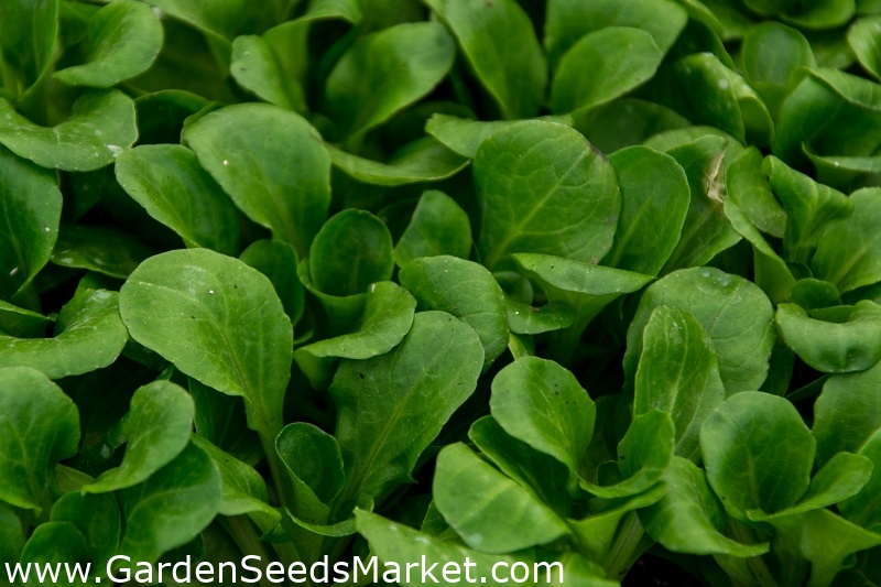 Baby Leaf - Endive "Zuccherina di Trieste"; chicory - 972 seeds ...