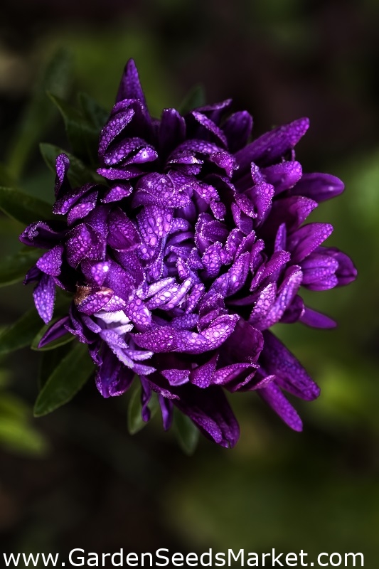 Dwarf aster "Queen of the Night" - 450 seeds – Garden Seeds Market ...