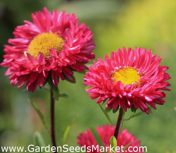 Dwarf aster "Firefly" - 450 seeds – Garden Seeds Market | Free shipping