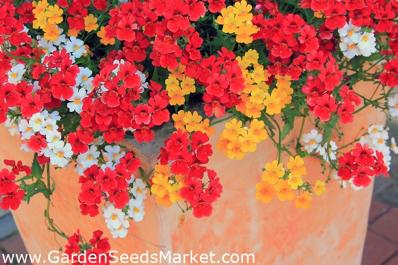 Nemesia "Sundrop" - variety mix; pouch nemesia, capejewels – Garden ...