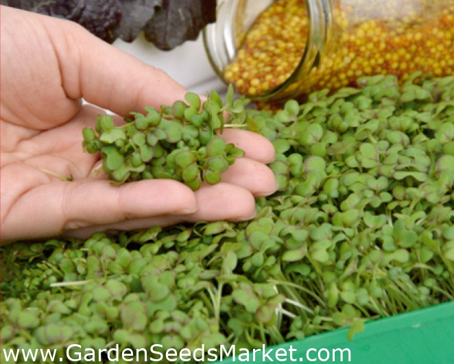 Microgreens - Green power - source of health and vital forces for your ...