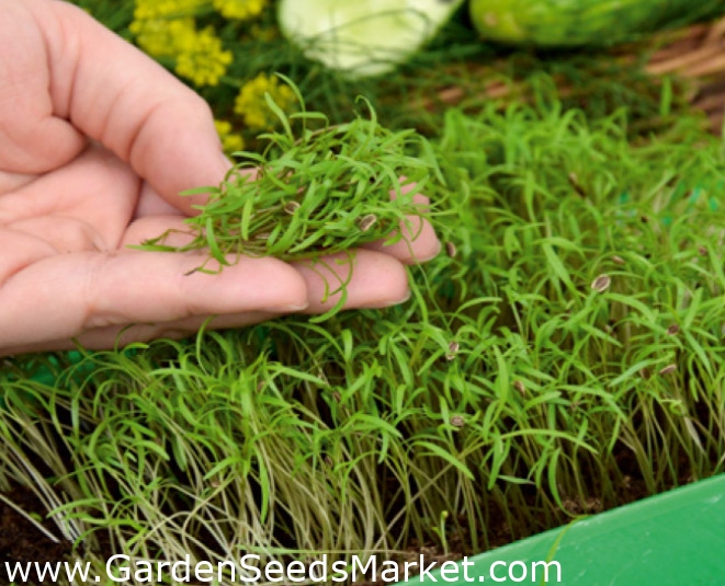 Microgreens - Heaven - mild mix - 10-piece set with a growing container ...