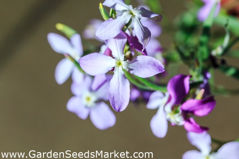 Jardin heureux - Giroflée odorante - 2160 graines - Matthiola bicornis ...