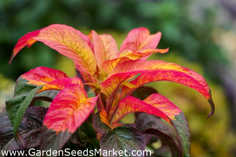 Edible amaranth "Molten Fire" - brown-red; elephant-head amaranth - 459 ...