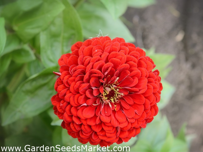 Rakúska vlajka - semená 3 druhov kvitnúcich rastlín - – Garden Seeds ...