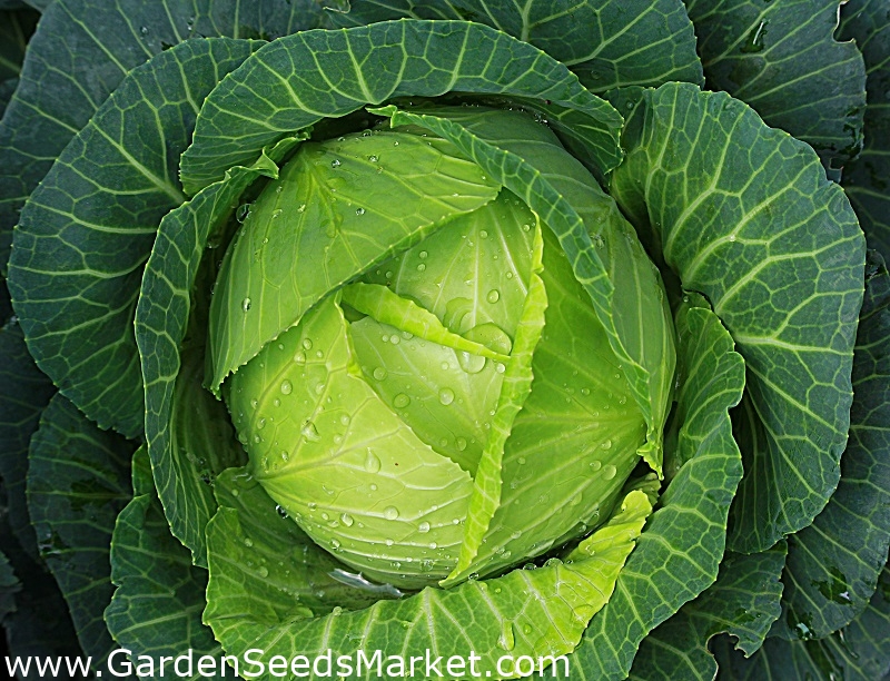 Chou Cabus - Amager Polana - Brassica oleracea var. Capitata - graines ...
