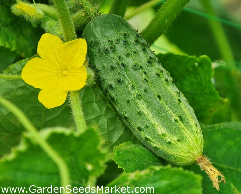 Uhorka "Vert Petit de Paris" - pole, morenie odrody - Cucumis sativus ...
