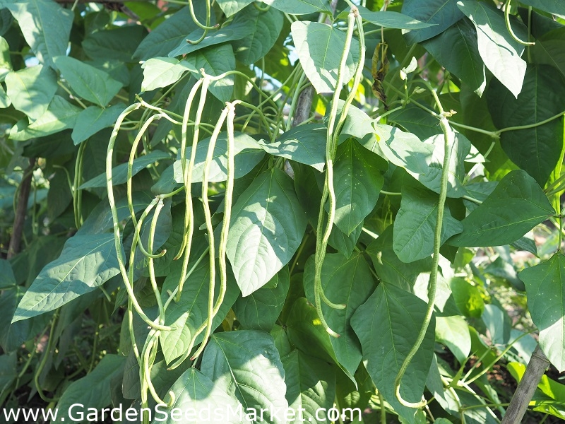 Schlangenbohne, Meterbohne 'Sperling's Liane'; Kuhbohne ...