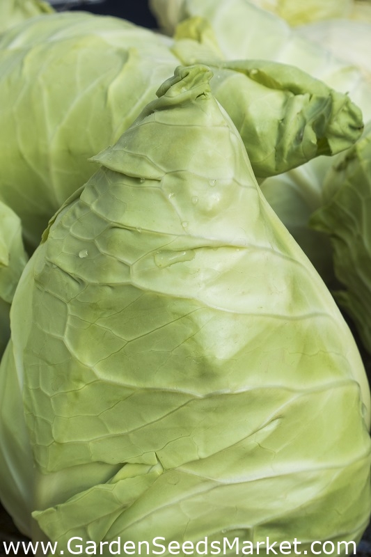 White head cabbage "Filderkraut" - conical – Garden Seeds Market | Free ...