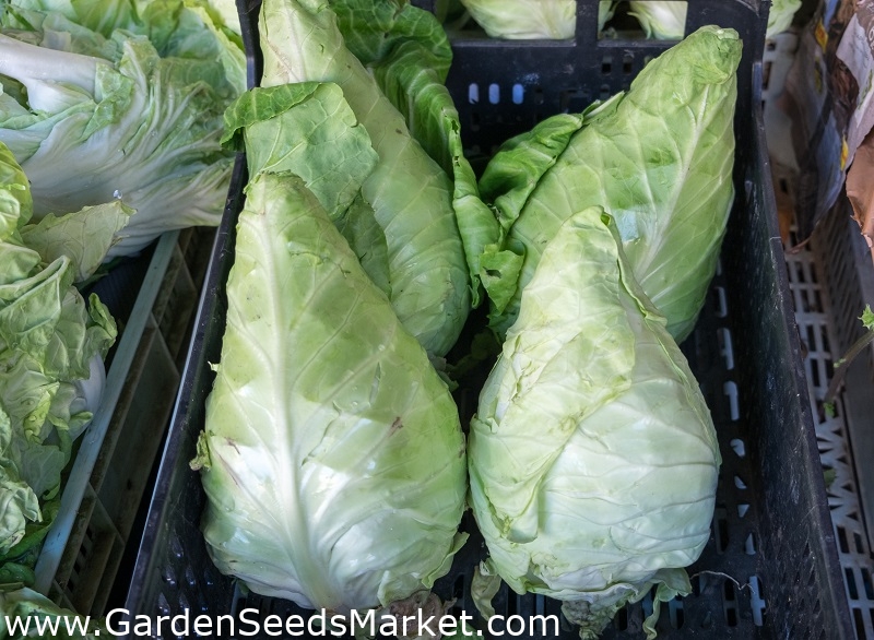 White head cabbage "Filderkraut" - conical – Garden Seeds Market | Free ...